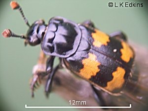 Coleoptera - Silphidae and Staphylinidae