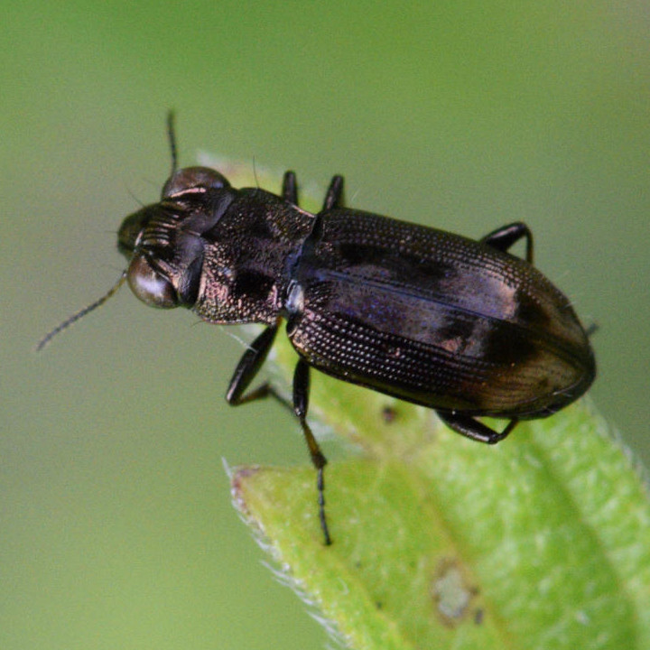 Coleoptera - Caraboidea