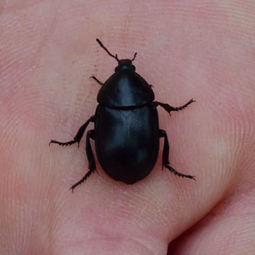 Coleoptera - Silphidae and Staphylinidae