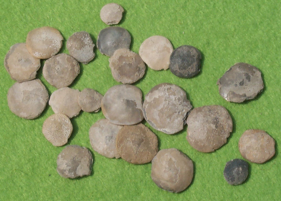 Fossils - Foraminifera