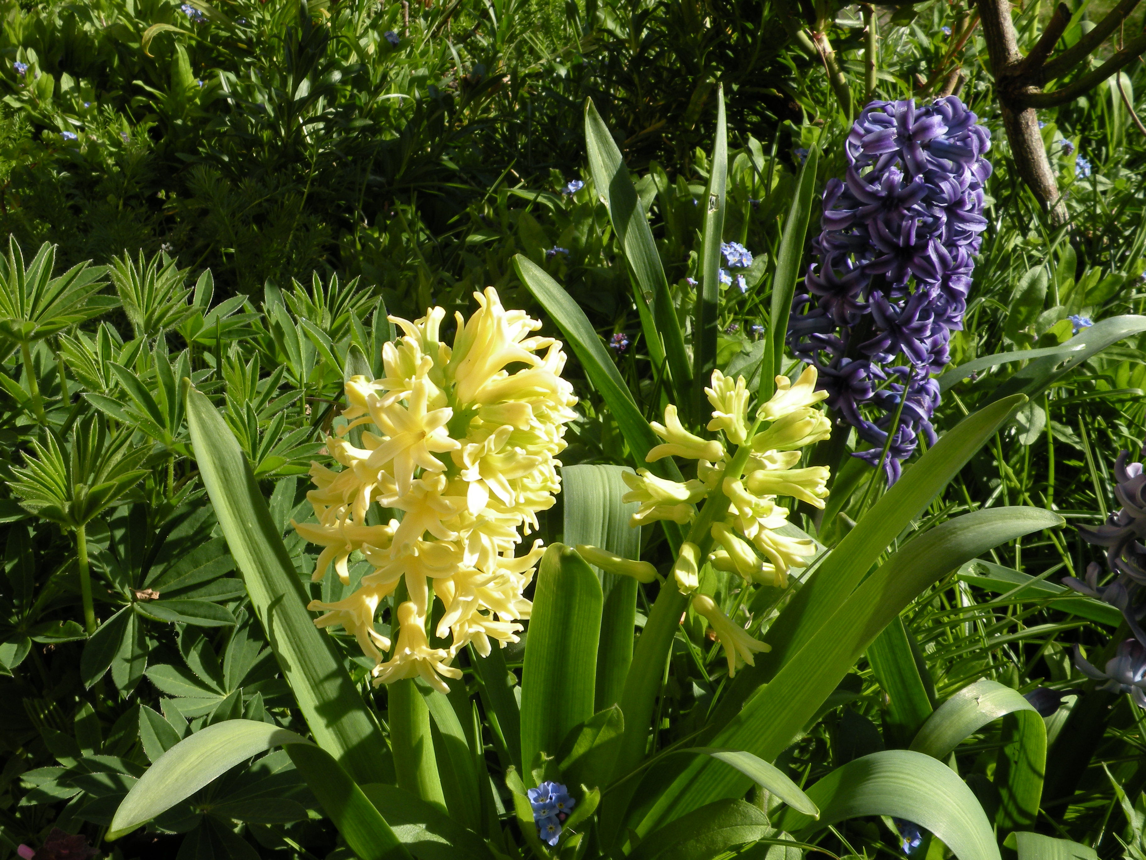 Hyacinth