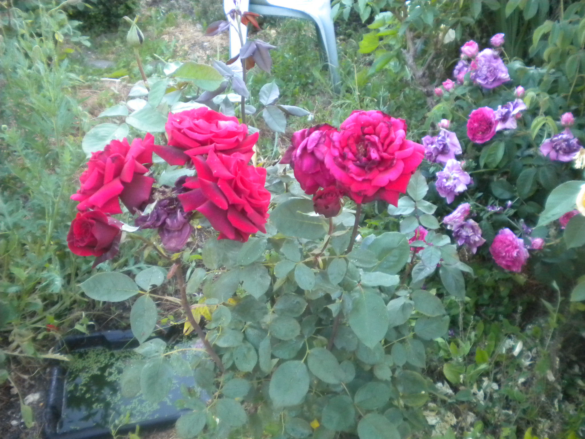 Rose - Deep Secret