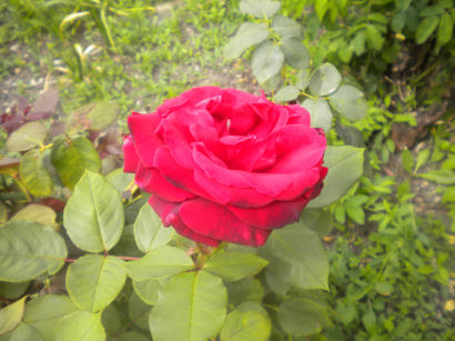Rose - Deep Secret