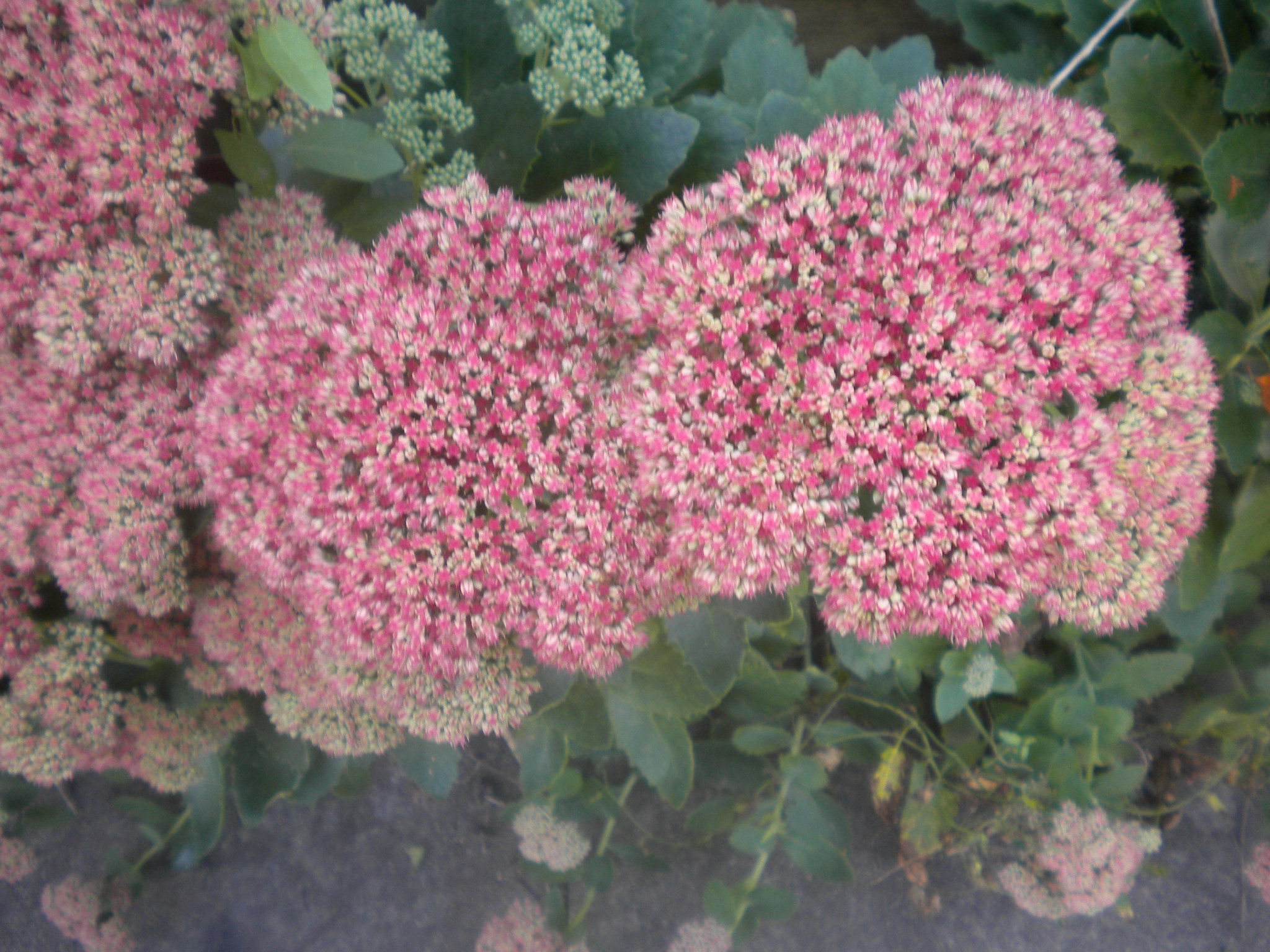 Sedum