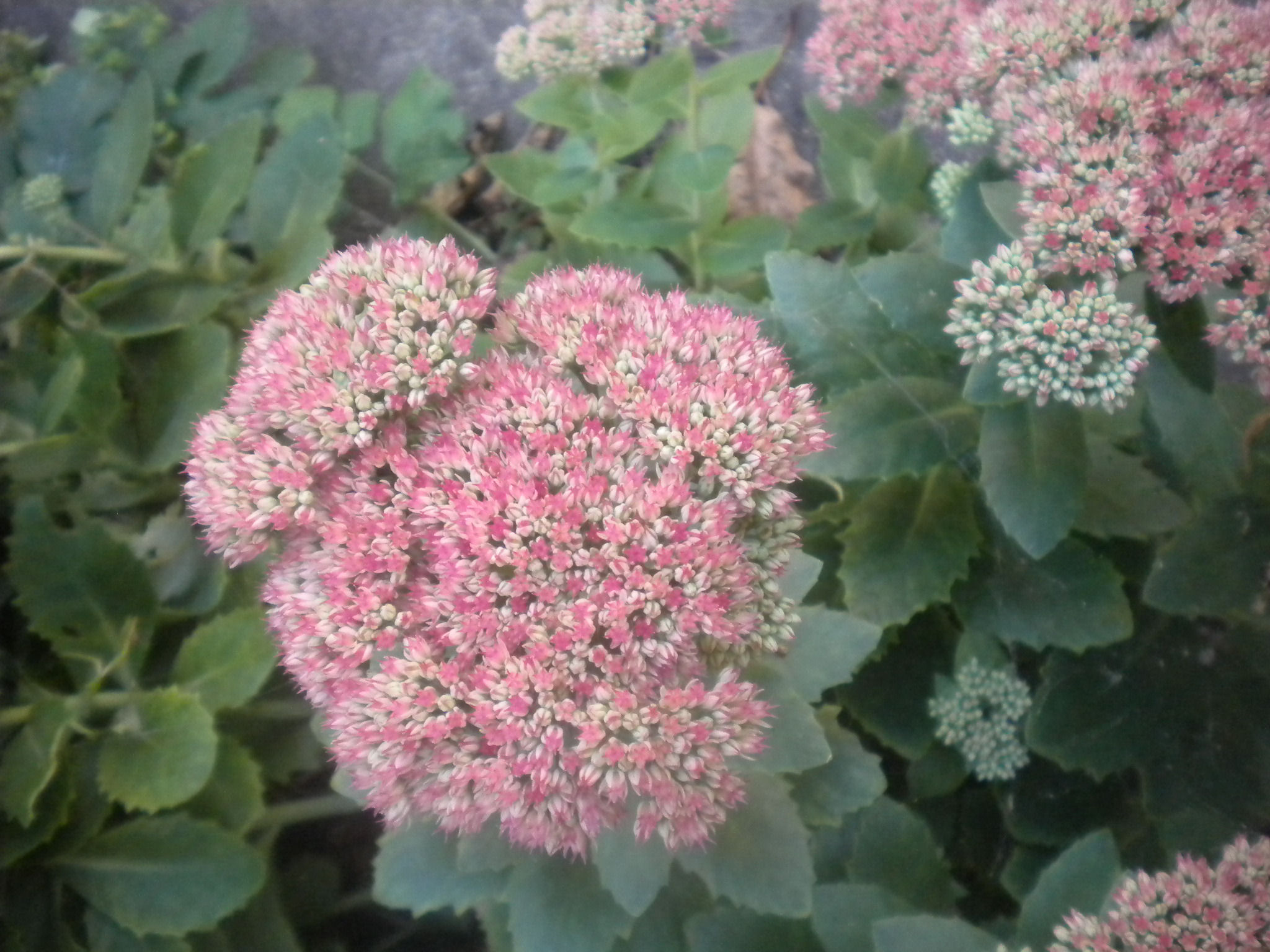 Sedum
