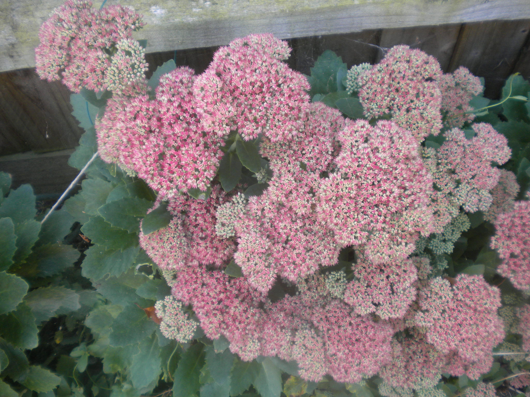 Sedum