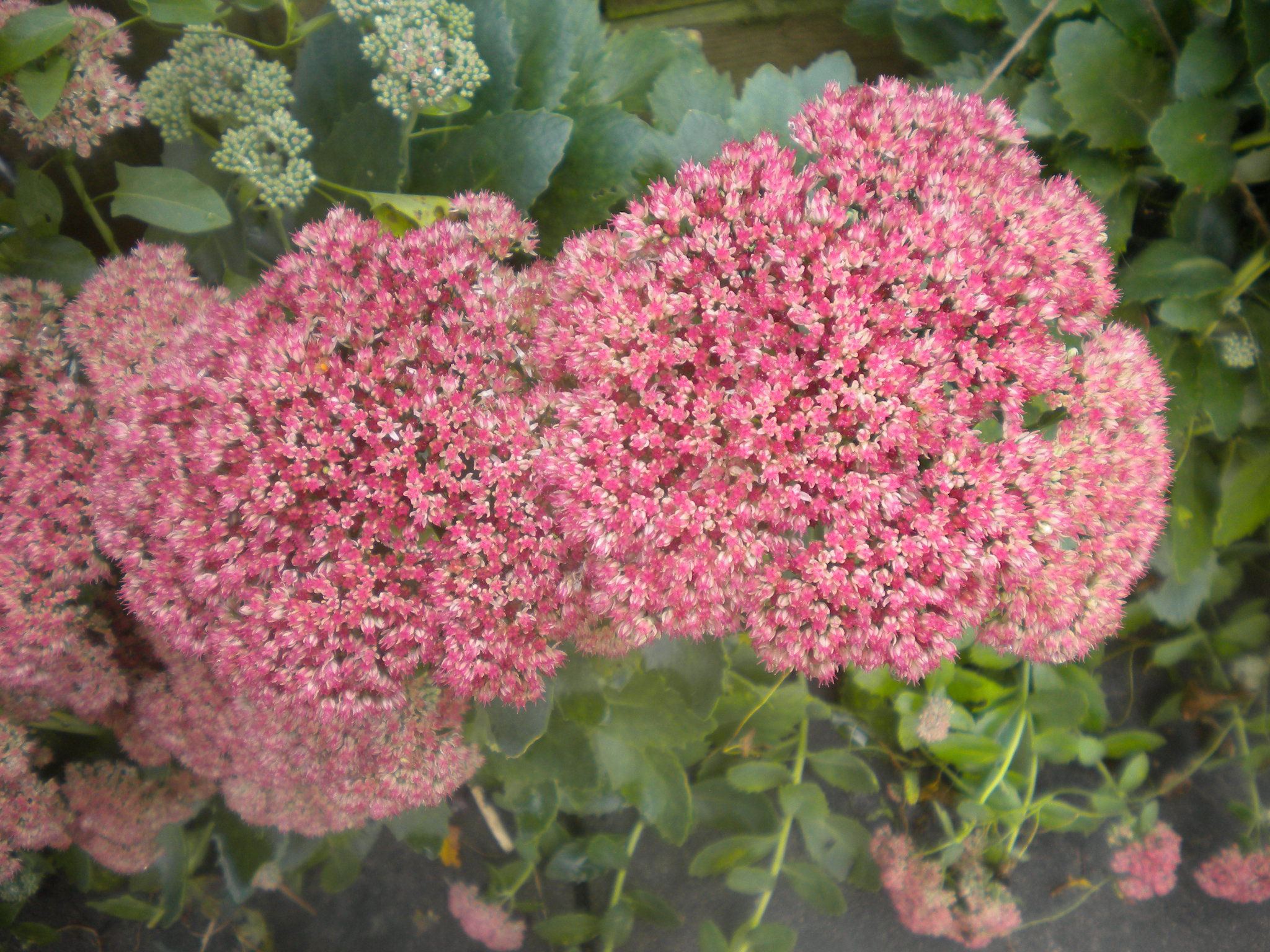 Sedum