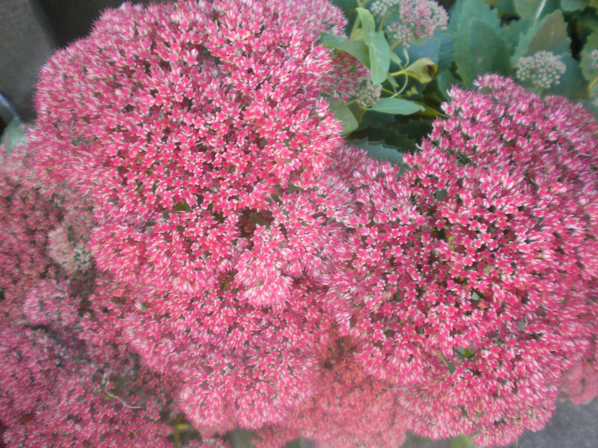 Sedum