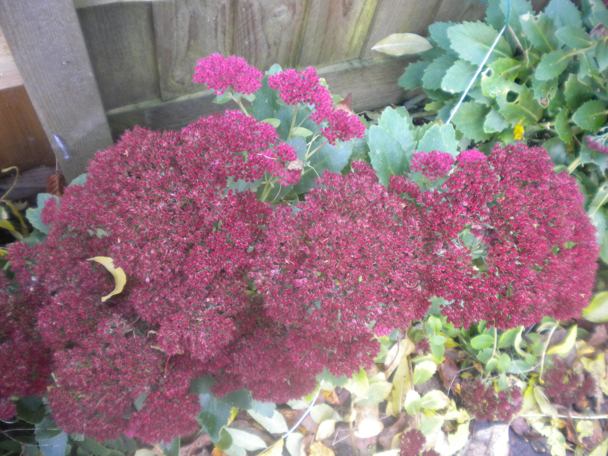 Sedum