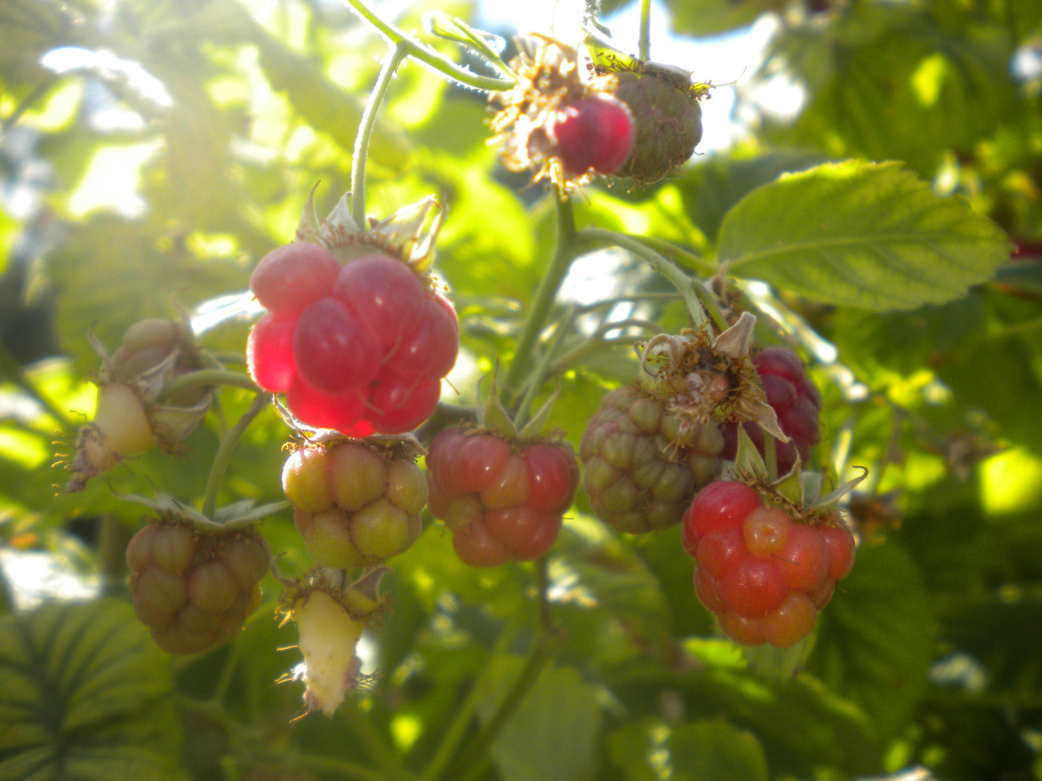 Raspberry