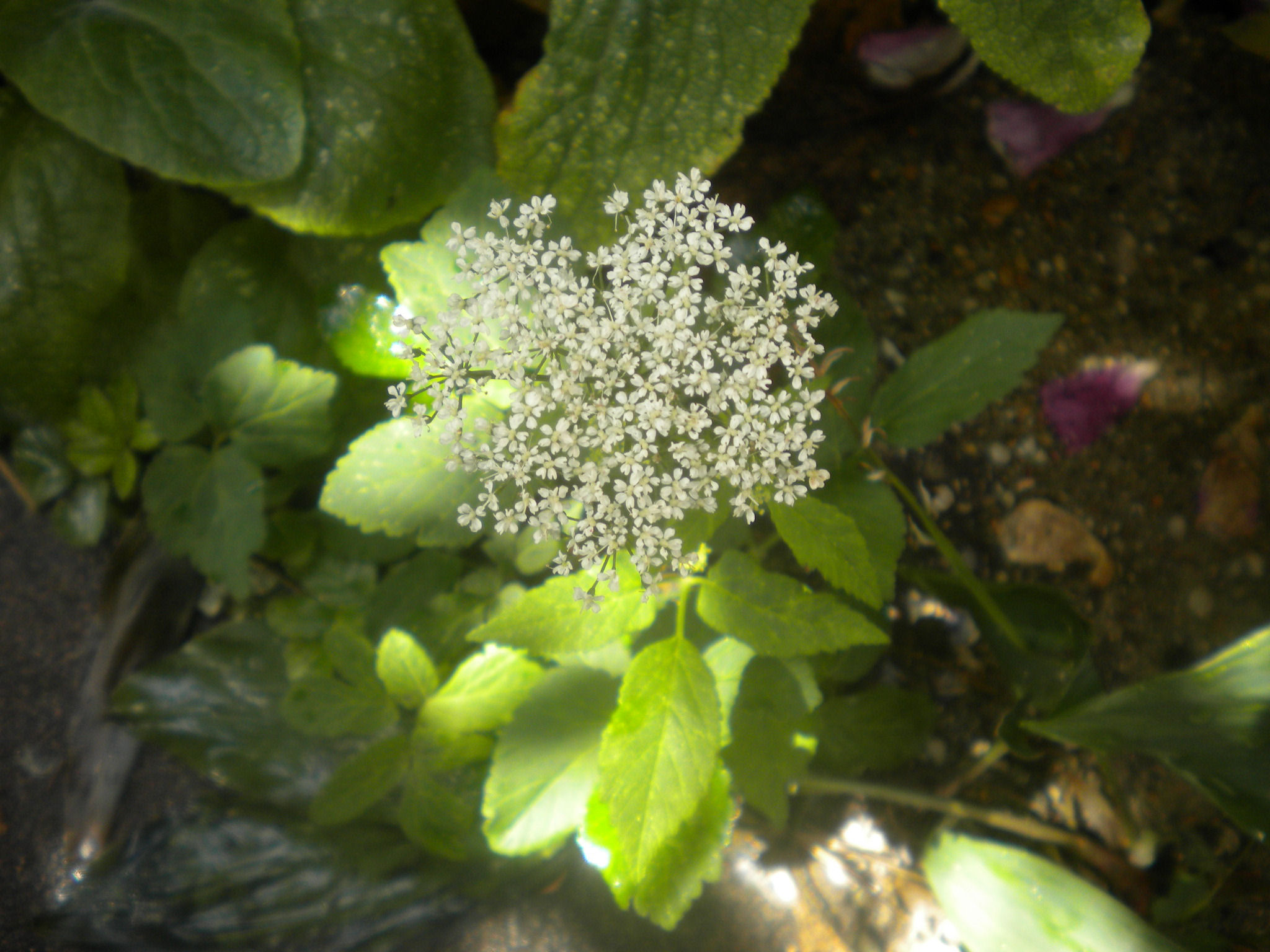 Ground Elder
