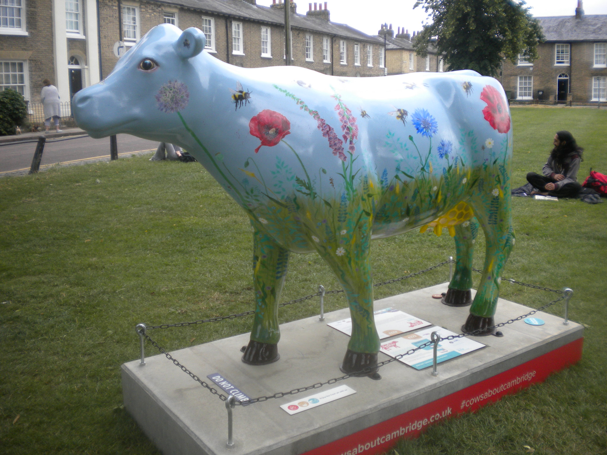 Cambridge cows
