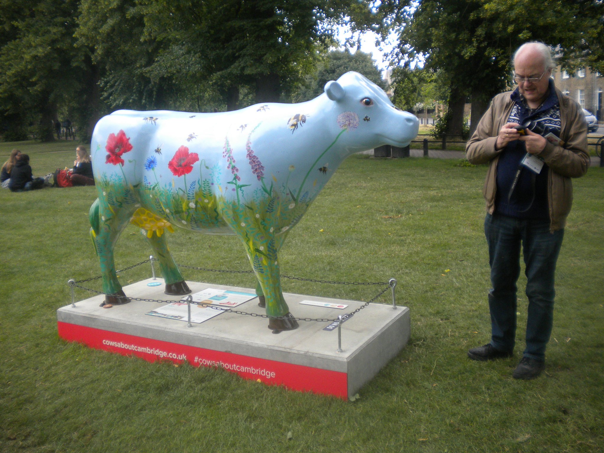 Cambridge cows