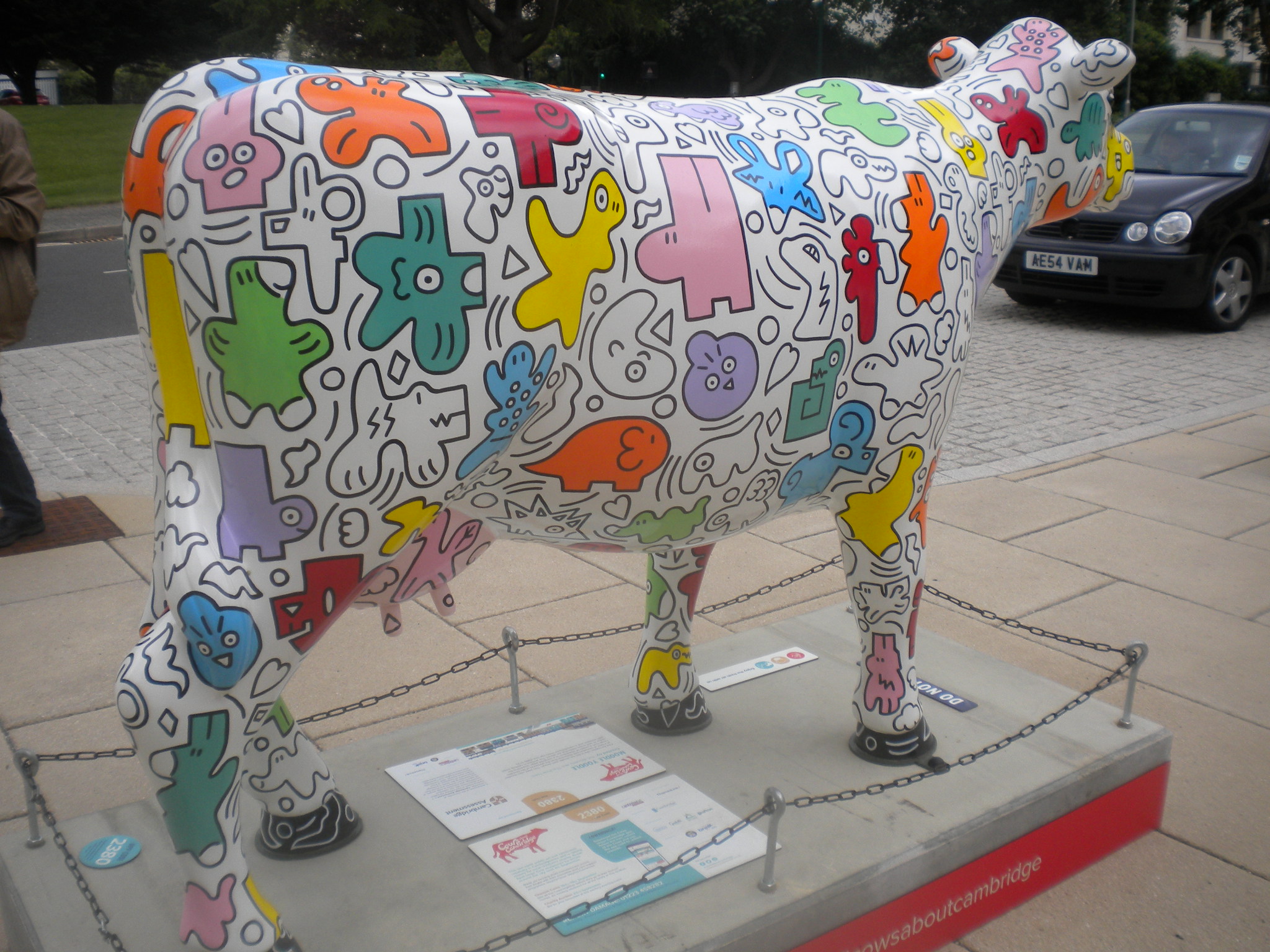Cambridge cows